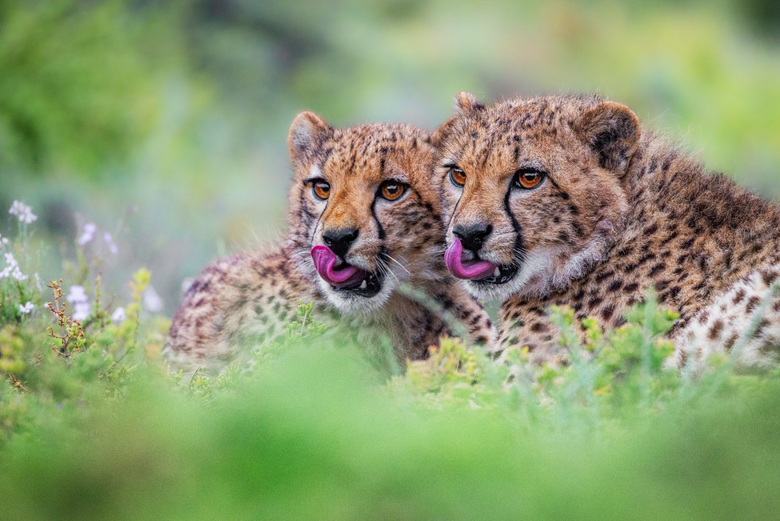 Animal Rewilding - WeWild Africa