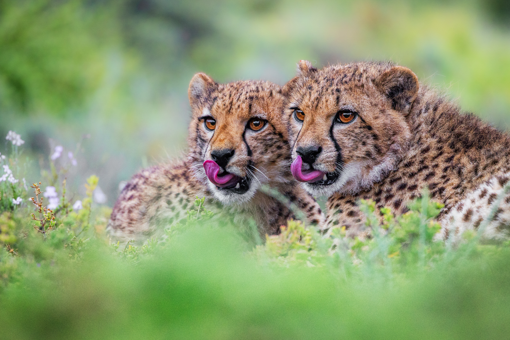 Animal Rewilding - WeWild Africa